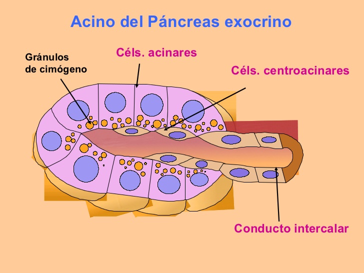 Se dice Médico: Pancreas: embriología, anatomía e histología