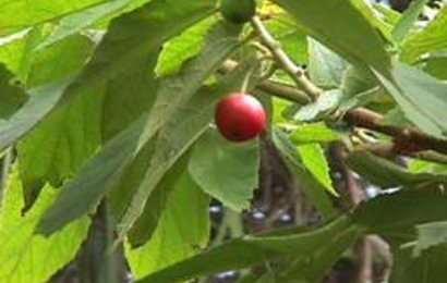 Flora and Fauna: Flora : Pohon Kersen