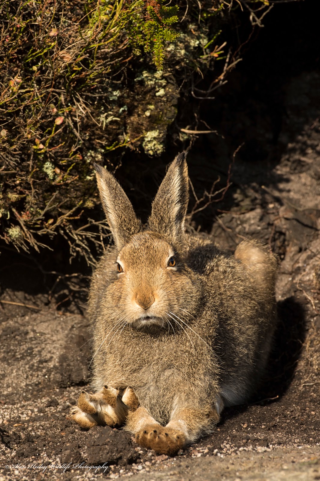 Alan Heeley Wildlife Photography: Mountain Hare