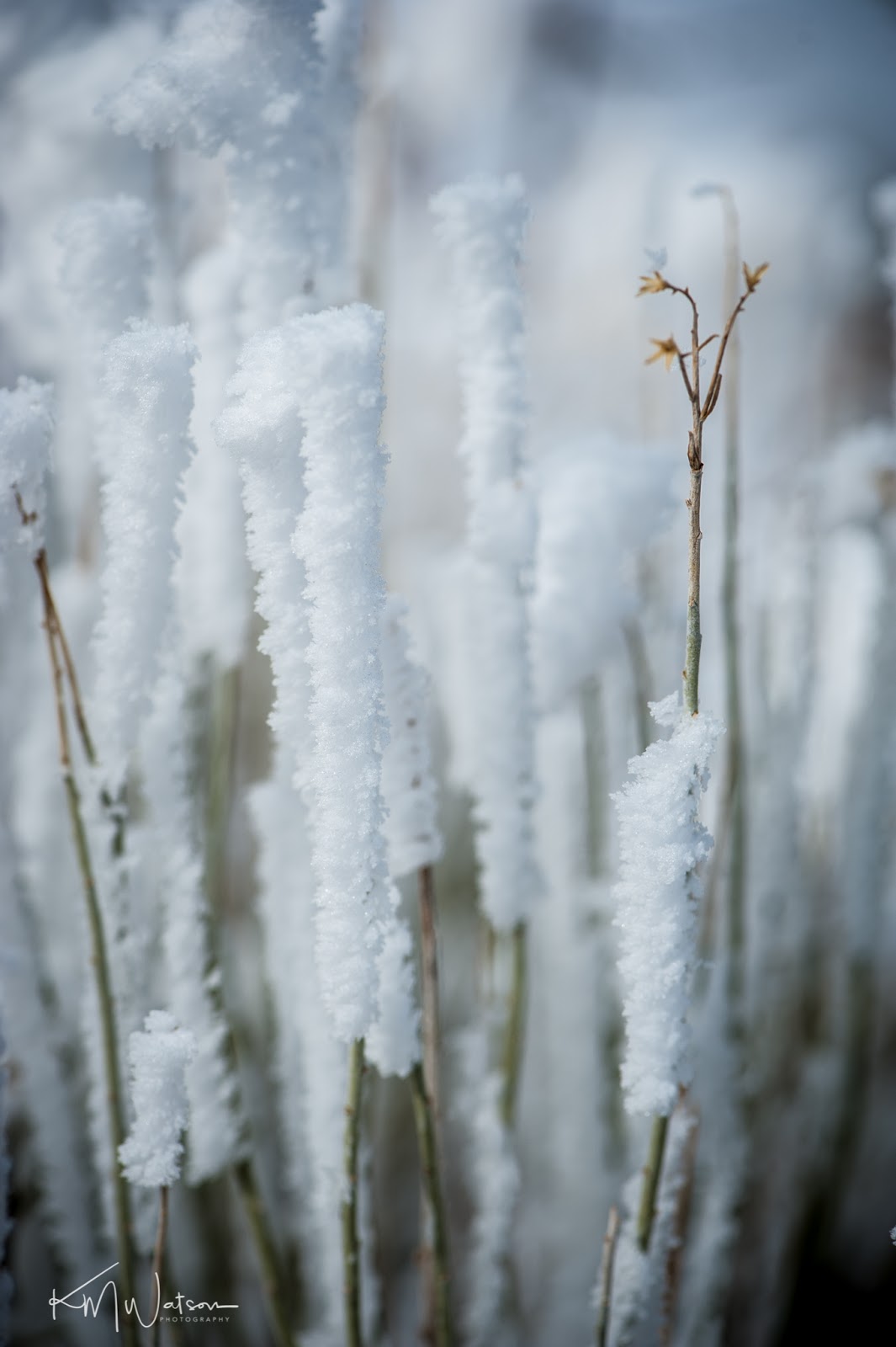A Photographic Journey...: Just What is Hoar Frost???