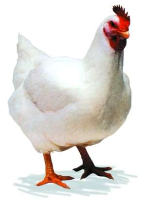 GALLINAS Y GALLINEROS: Pollos de engorde o broilers.