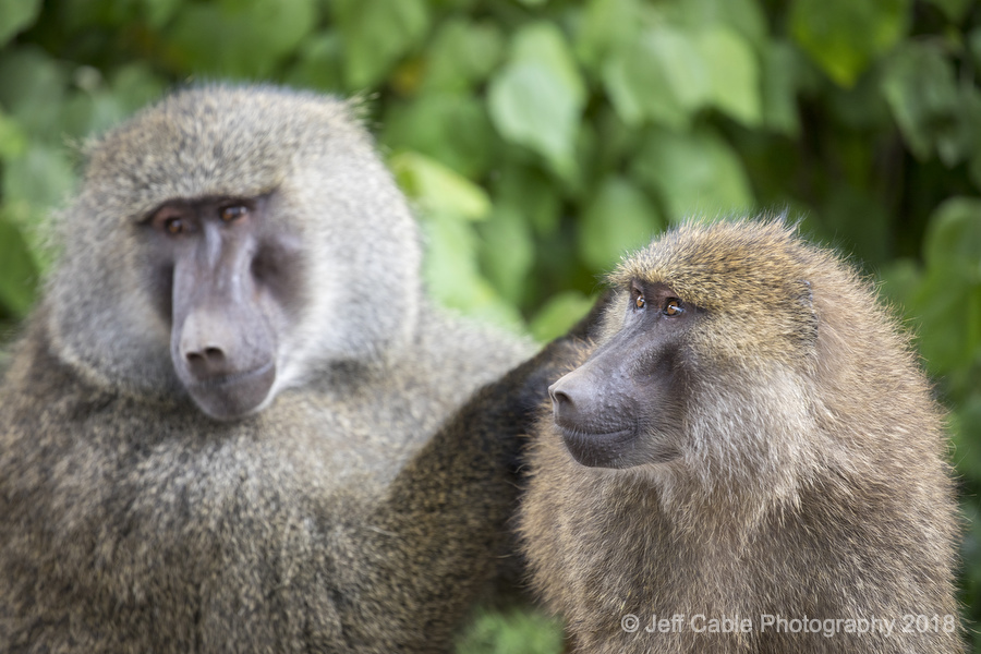 Jeff Cable's Blog: The monkeys and baboons of Tanzania, Africa