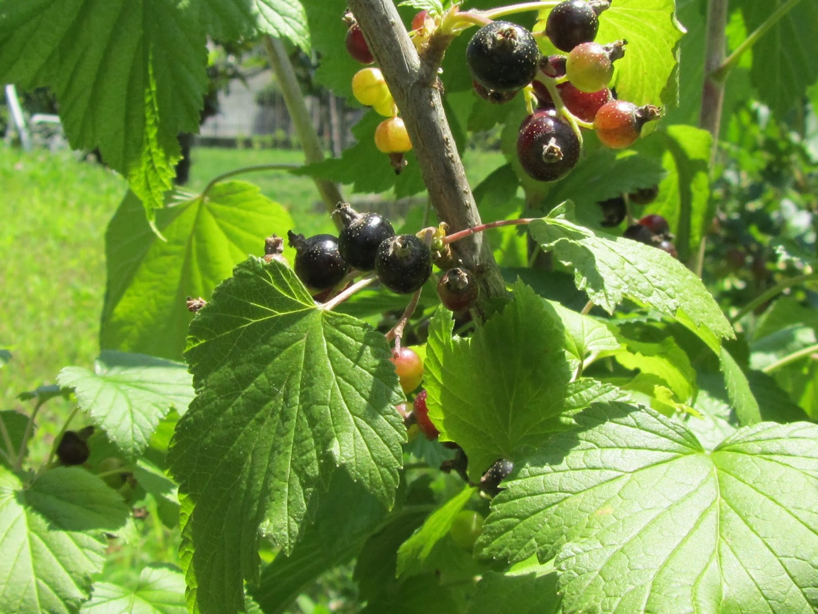 Come Coltivare il Ribes Nero (Ribes nigrum) | Il Gusto Della Natura