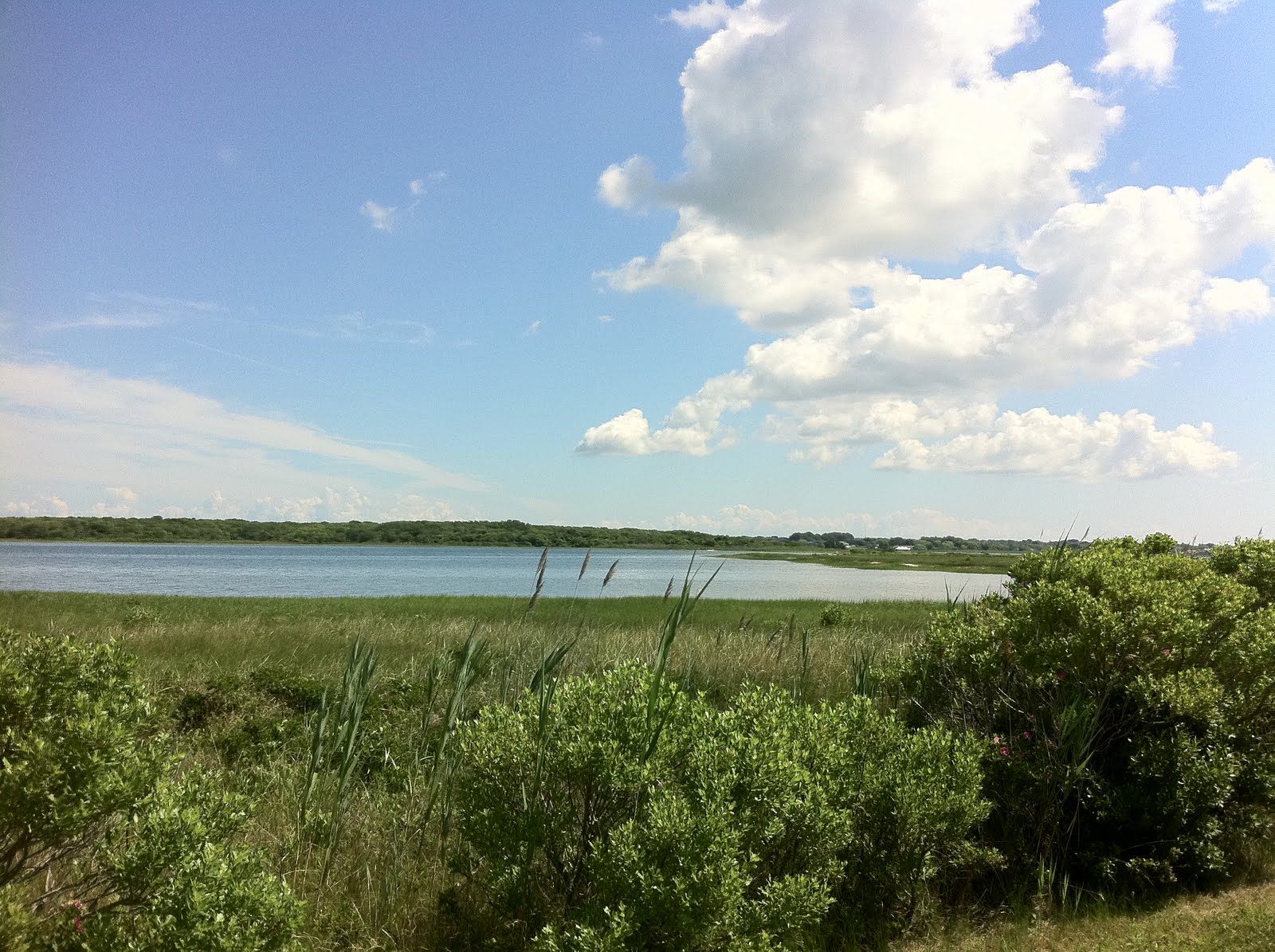 Bart Boehlert's Beautiful Things: Natural Southampton