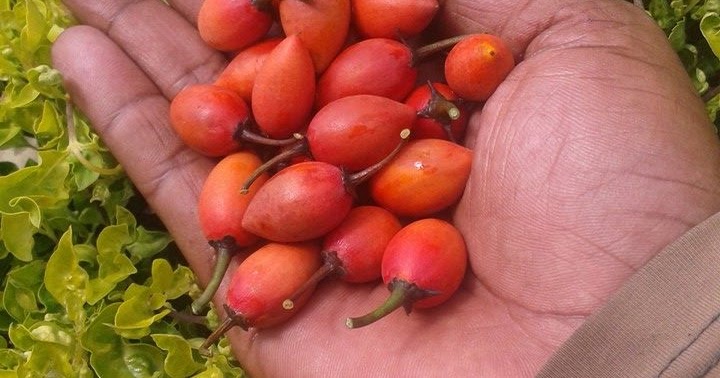 Mhow Ki Khabrein... Blogposts from Mhow (MP); India: Nature Note From ...