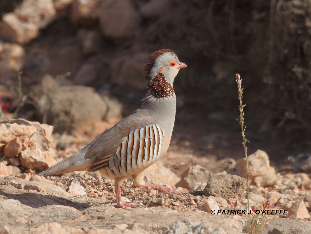 Raw Birds: BARBARY PARTRIDGE (Alectoris barbara subspecies A. b ...