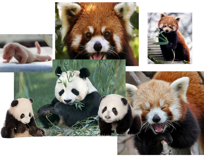 white blog: PANDA HITAM PUTIH DAN PANDA MERAH