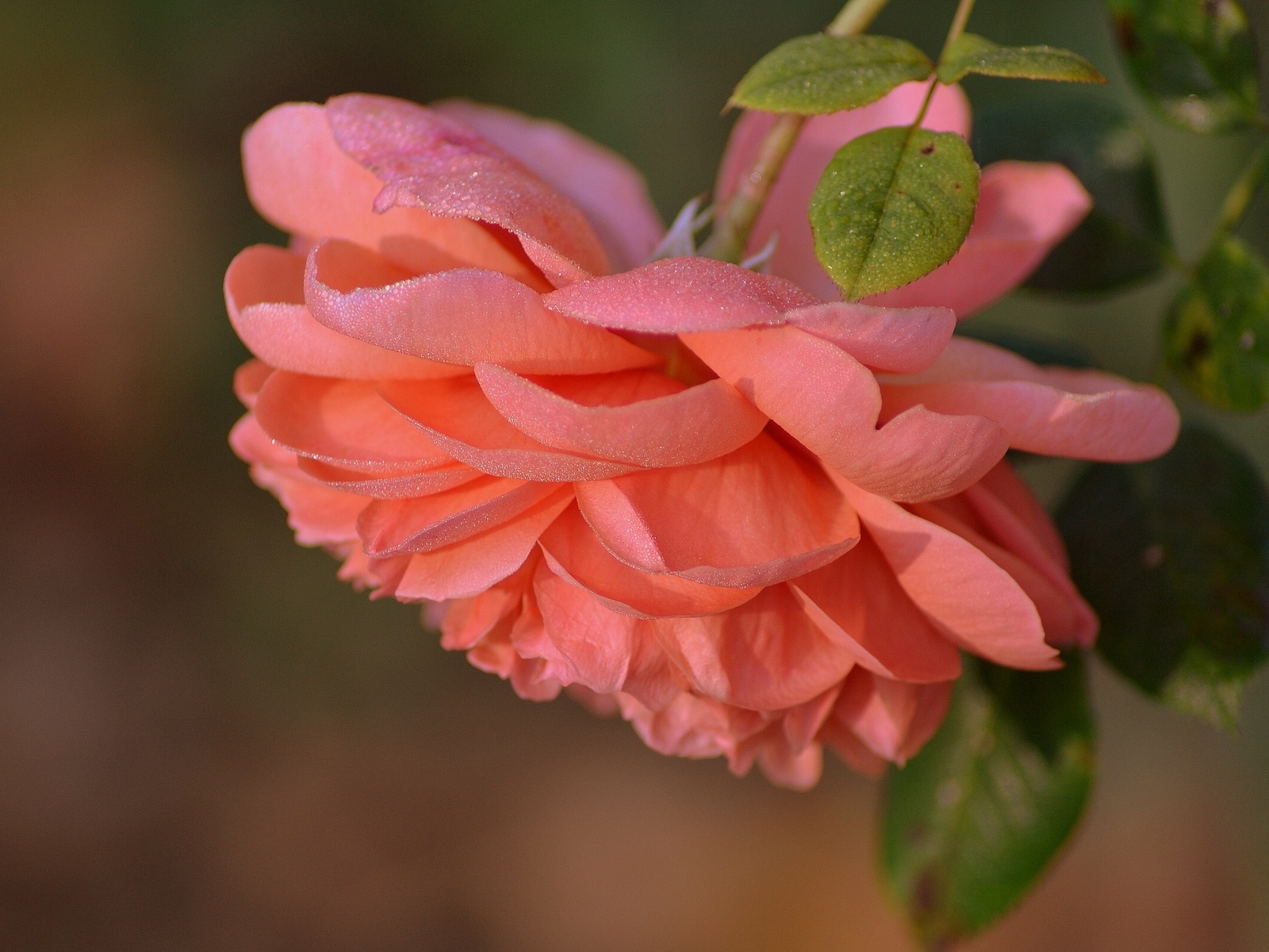 Fotografías de rosas color salmón