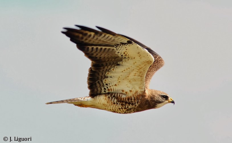Raptor Identification and Photography: January 2014