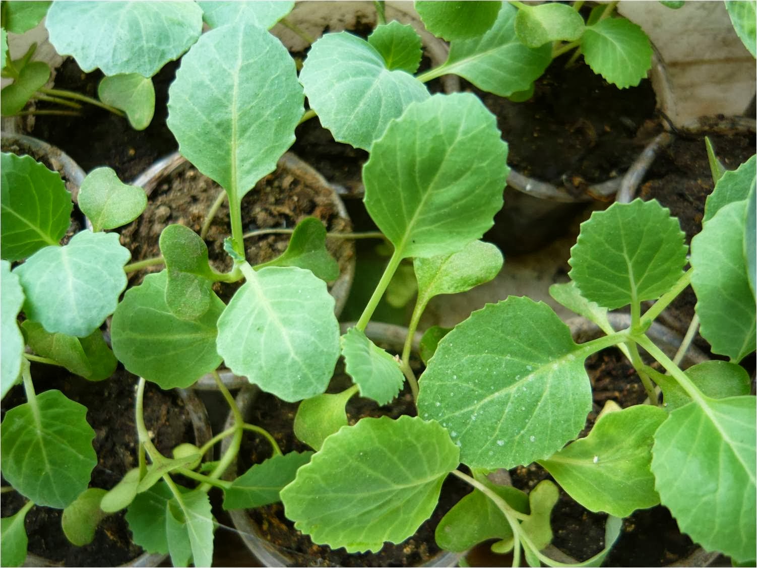 Setas y hongos: Las enfermedades de los semilleros o caída de almácigo