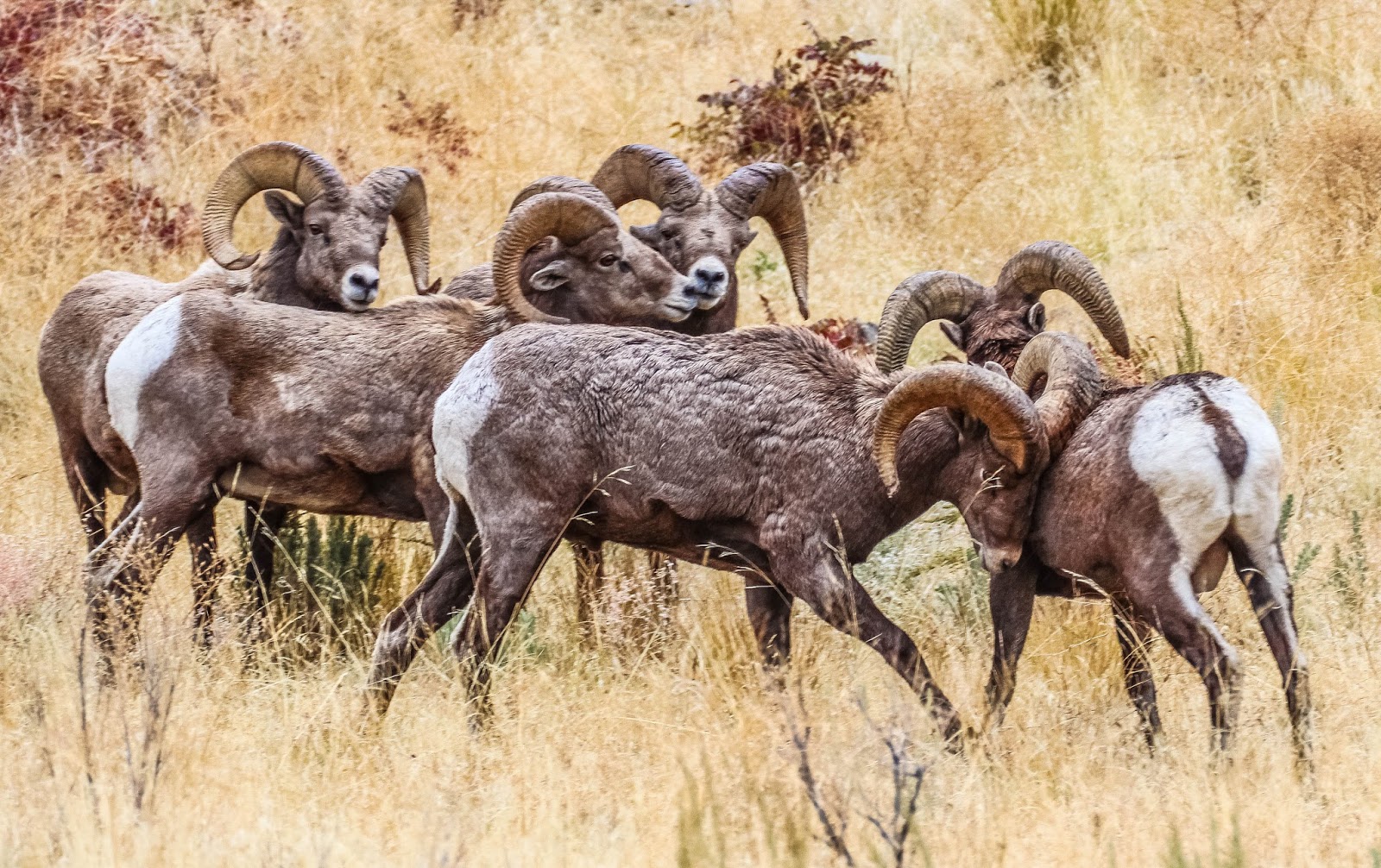 Cannundrums: Rocky Mountain Bighorn Sheep - Washington