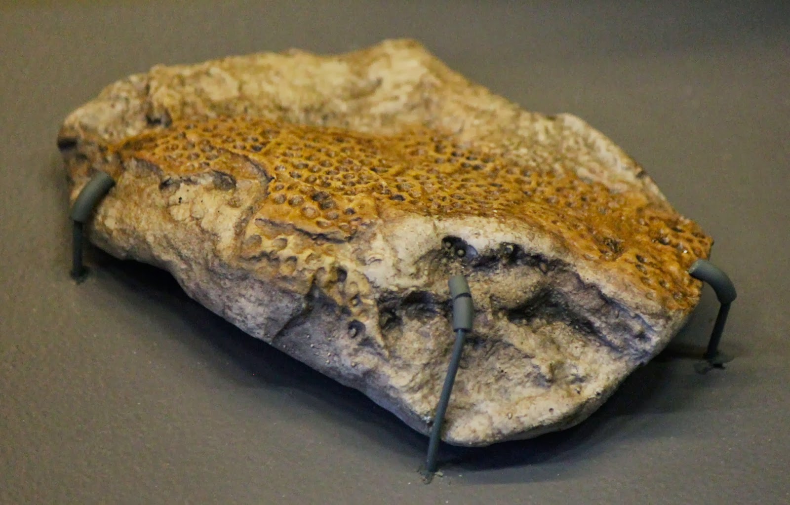 The Natural World: September 2013