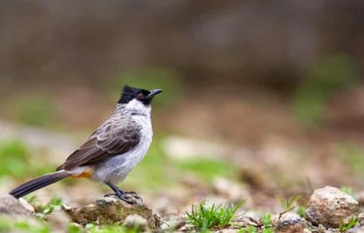 Nama Ilmiah Burung Kutilang