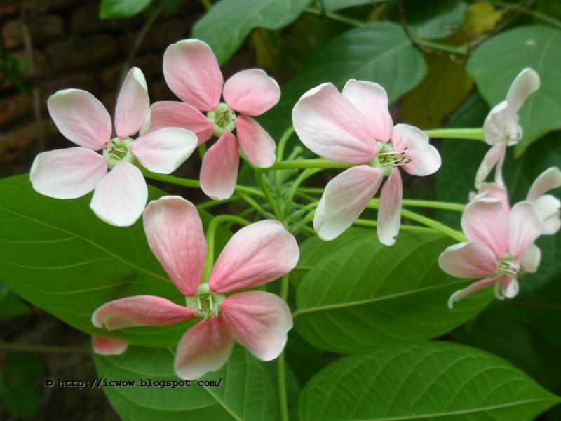 Madhu Maloti(মধু মালতী) - Quisqualis indica