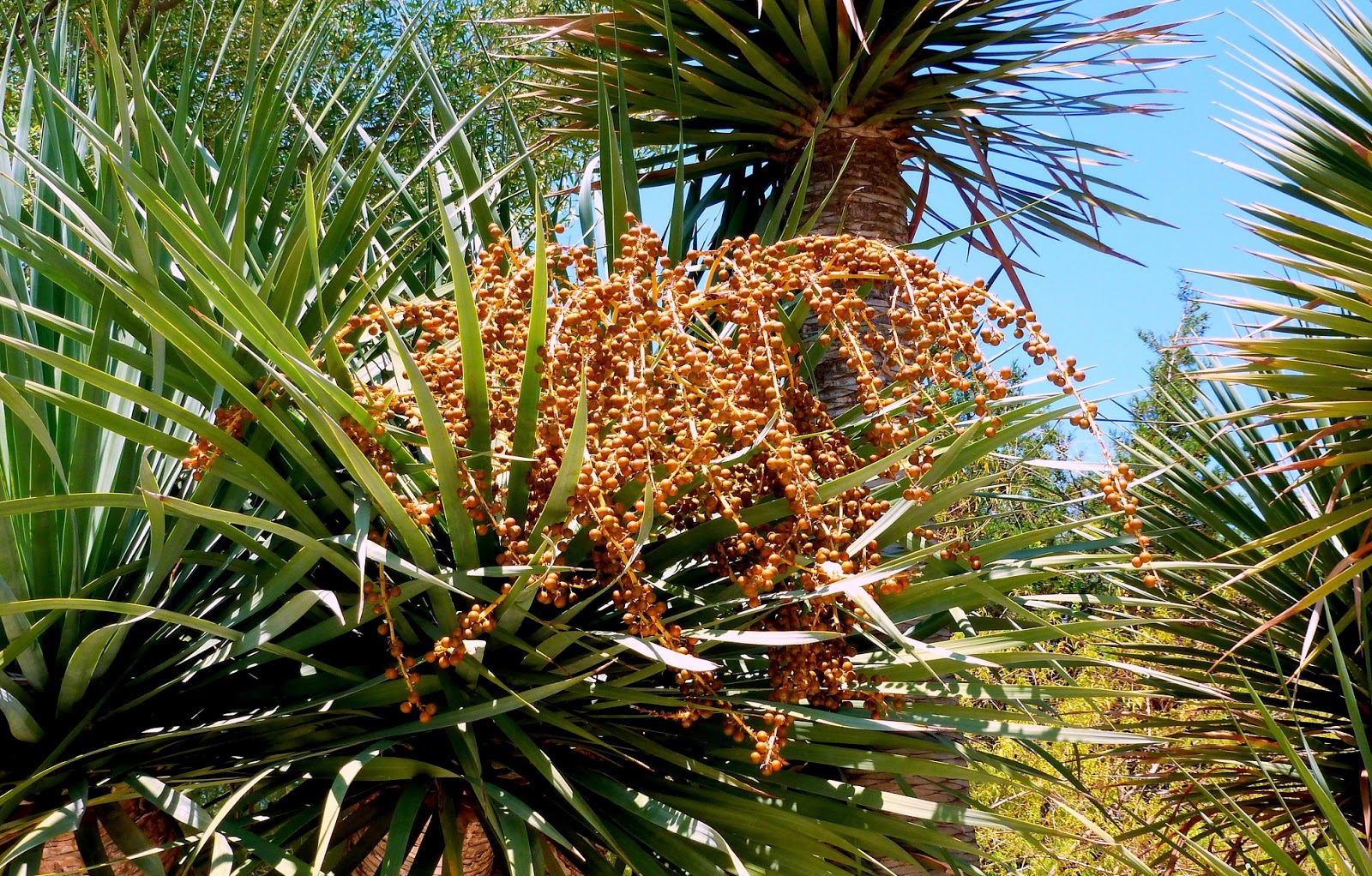 Árboles con alma: Drago de Canarias. (Dracaena draco)
