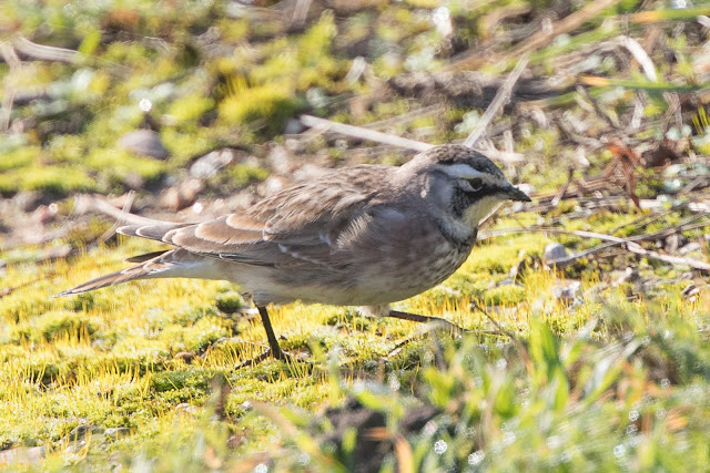 The Deskbound Birder: 'North American' Horned Lark - Staines Reservoir