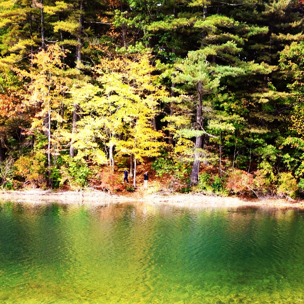 BOXWOOD TERRACE: Fall Color at Walden Pond