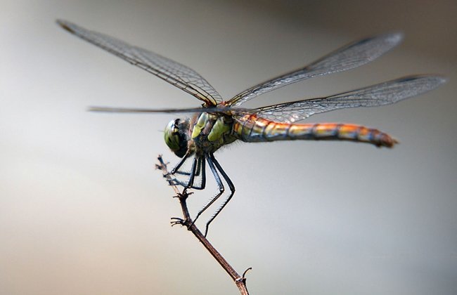 LOS INVERTEBRADOS: LA LIBÉLULA