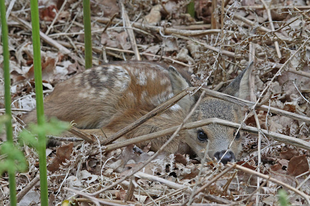 Dommelvos Natuurfotografie: REEKALFJE