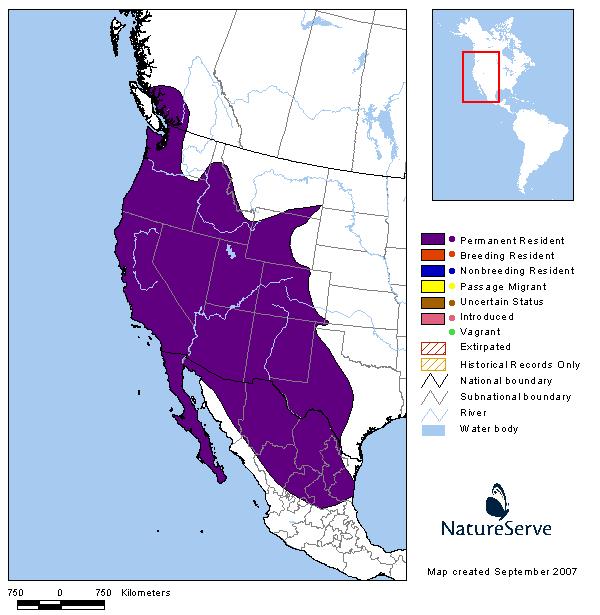Southern Rockies Nature Blog: It Takes Two (Skunks) to Tango