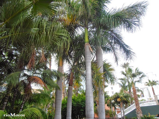 PALMERA BOTELLA: Hyophorbe verschaffeltii | Plantas rioMoros