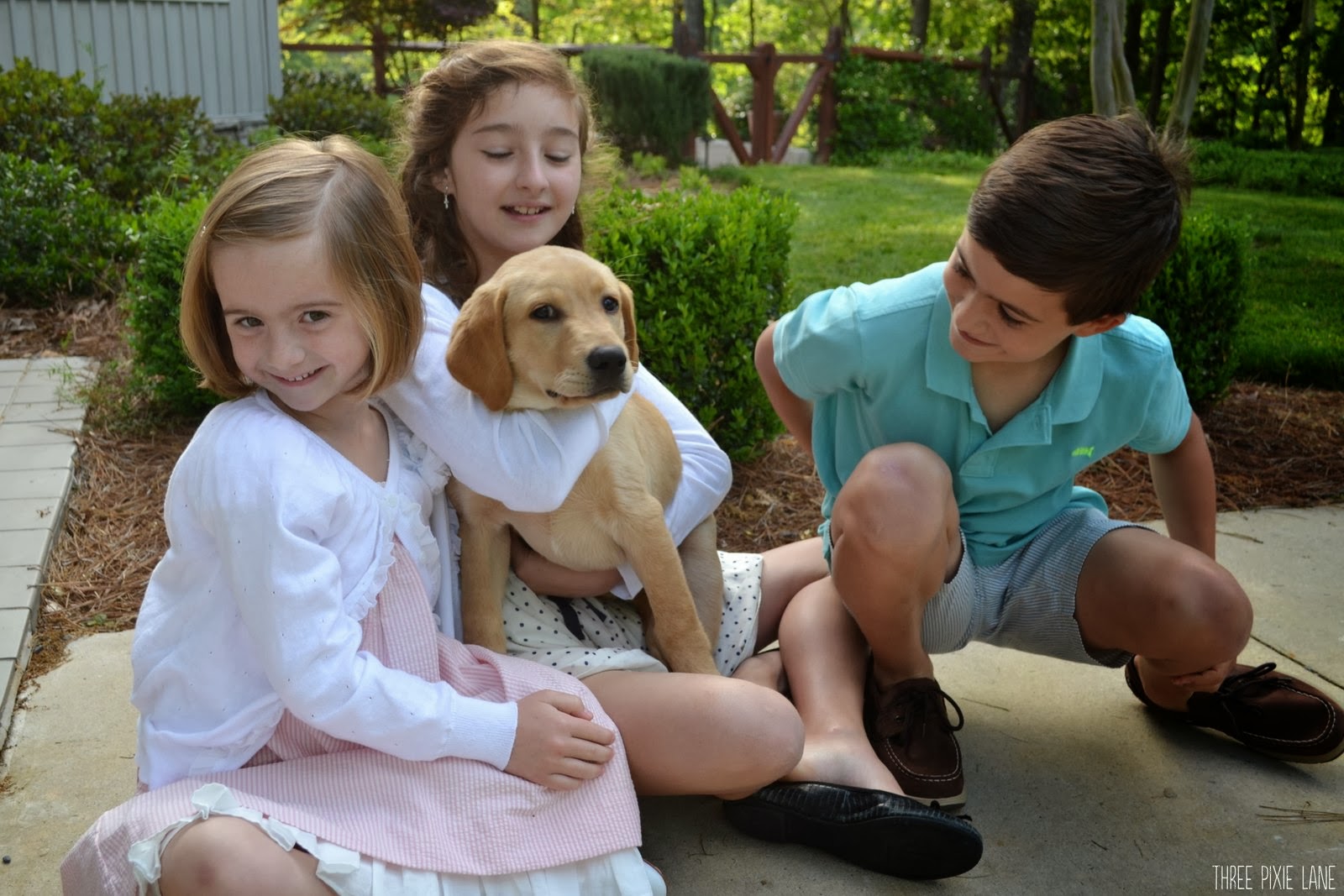 Three Pixie Lane: Favorite Photo Friday- a Dog's Perspective