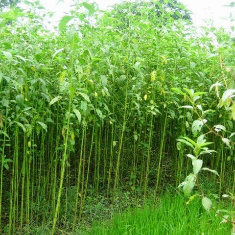 YUTE: Yute Fibra 100% natural