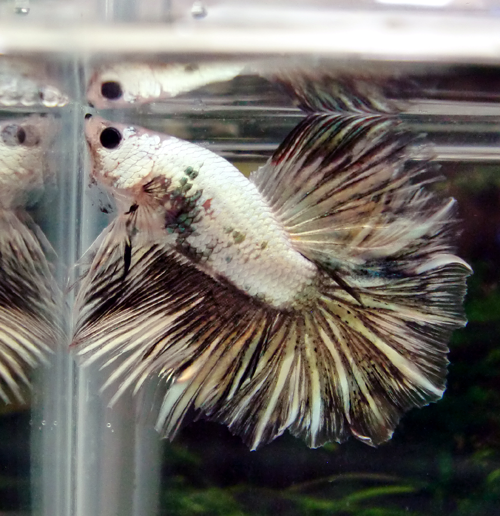 PG's Betta Store: King Feather Tail #2071