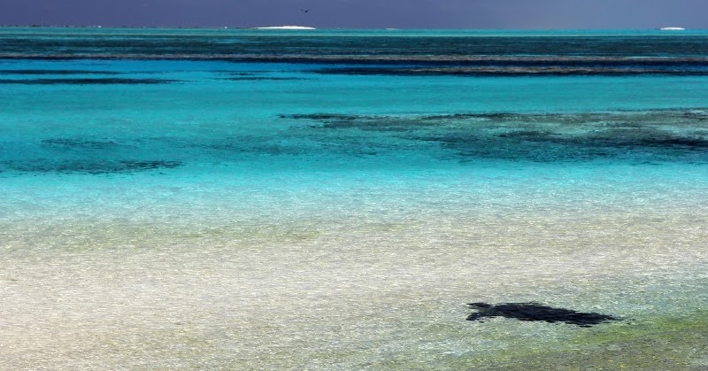 Maunie of Ardwall: Chesterfield Reef Photos Part 4: Turtles, Sharks and ...