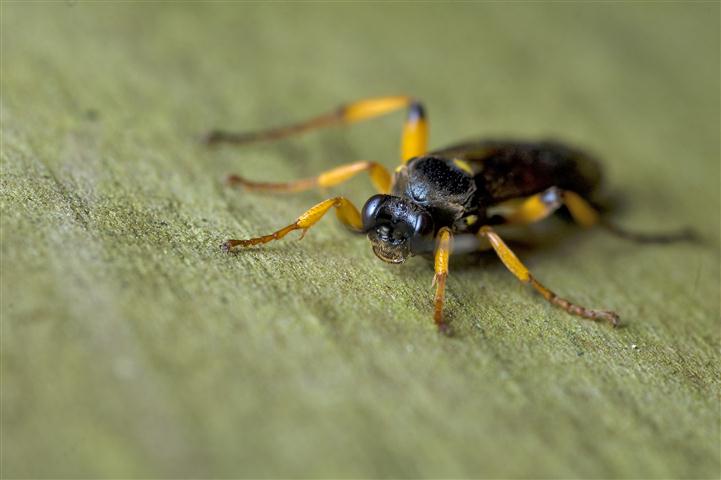 Bryce McQuillan Macro Photography: Wasps