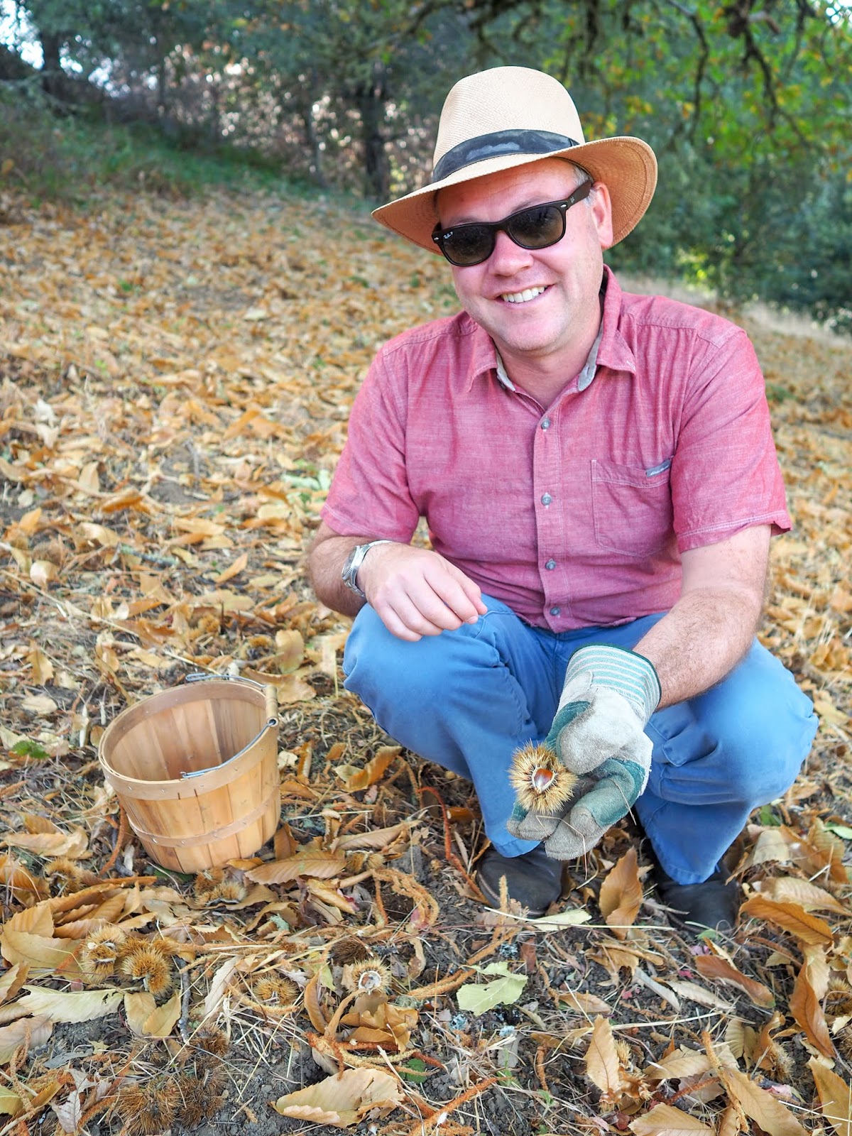 Little Hiccups: Chestnut Picking at Skyline Chestnuts