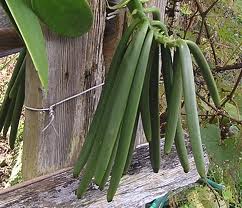 SAHRUL NAIP BLOG’S: KULTUR JARINGAN TANAMAN VANILI (Vanilla planifolia)