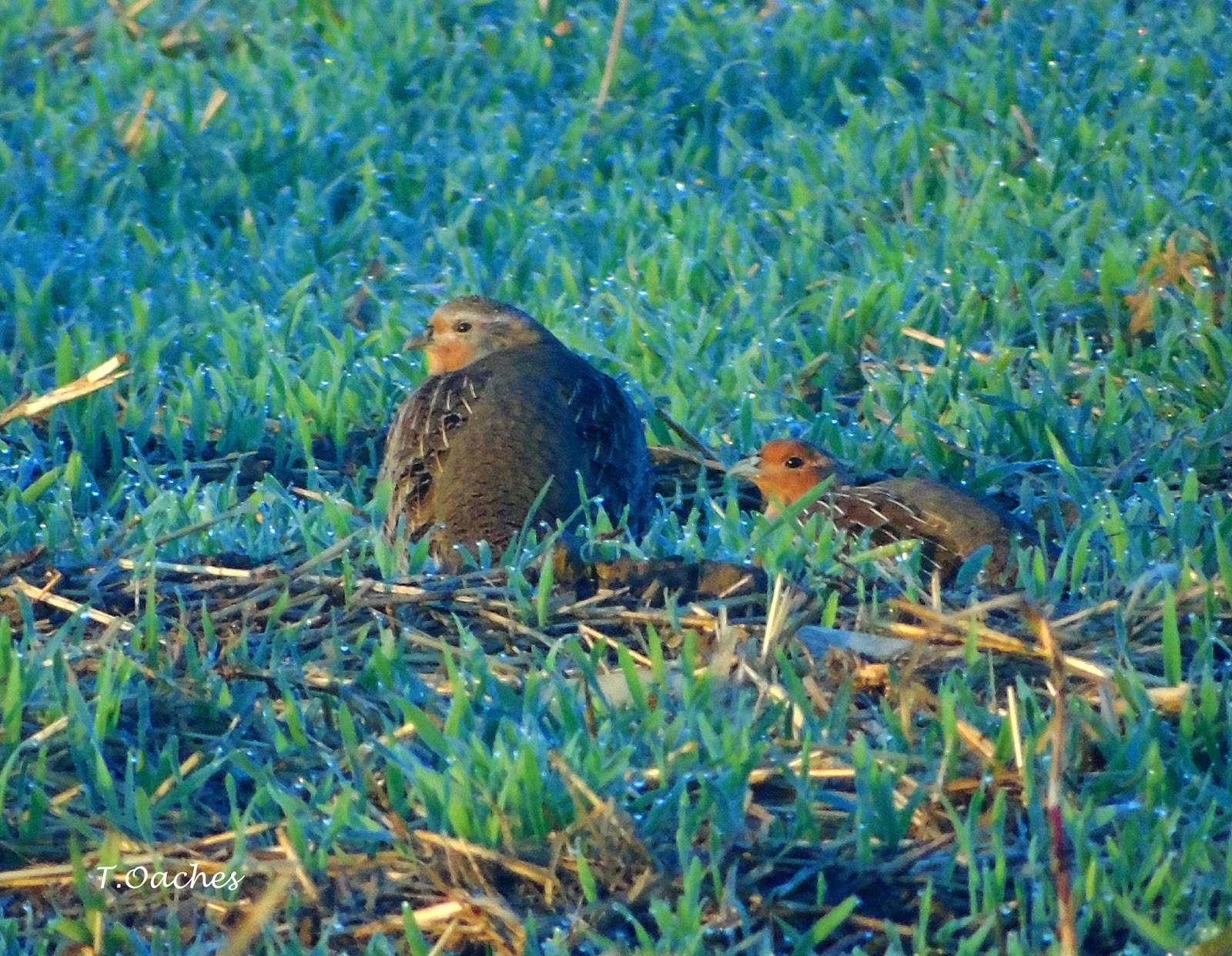 PASARI DIN ROMANIA: POTARNICHEA, Perdix perdix