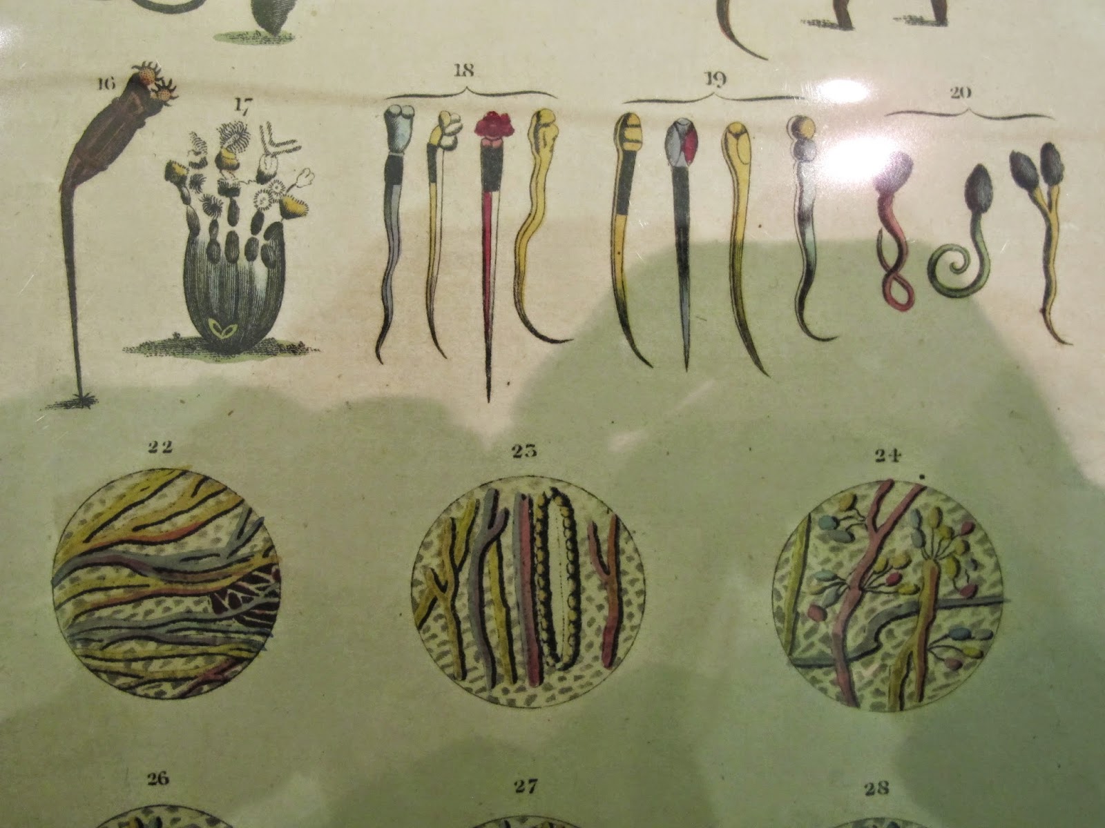 MAD: Blythe House: A Microscopic View of the Different Animalcules