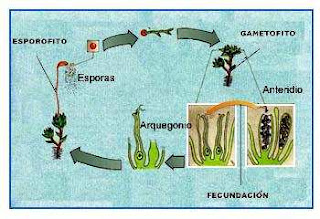 BIOLOGÍA OCTAVO: REPRODUCCIÓN SEXUAL PLANTAS
