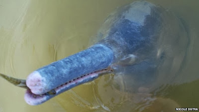 Brazil dolphin is first new river species since 1918