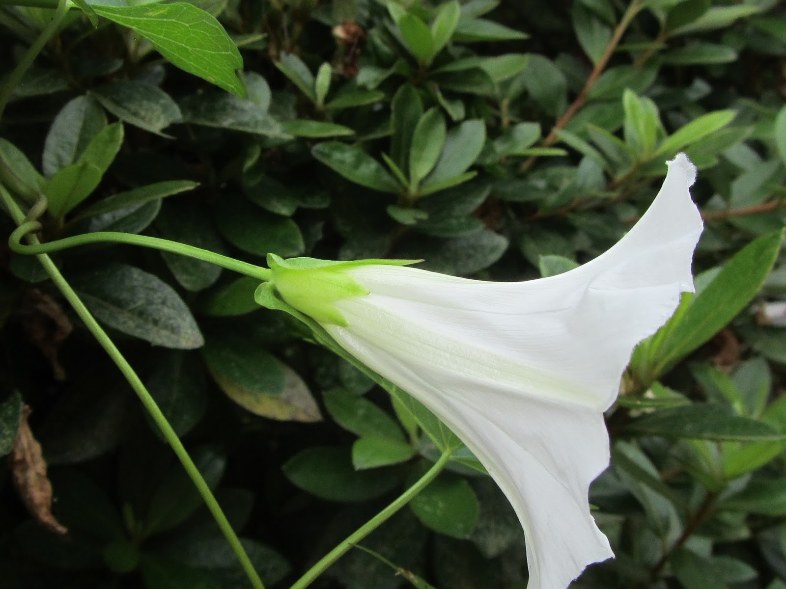 Vilucchio (Calystegia sepium), un Rampicante Infestante dai Fiori ...
