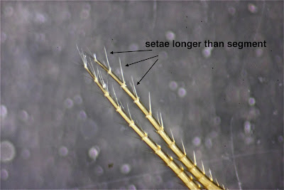 Aquatic Insects of Central Virginia: Chloroperlidae (Green Stonefly ...