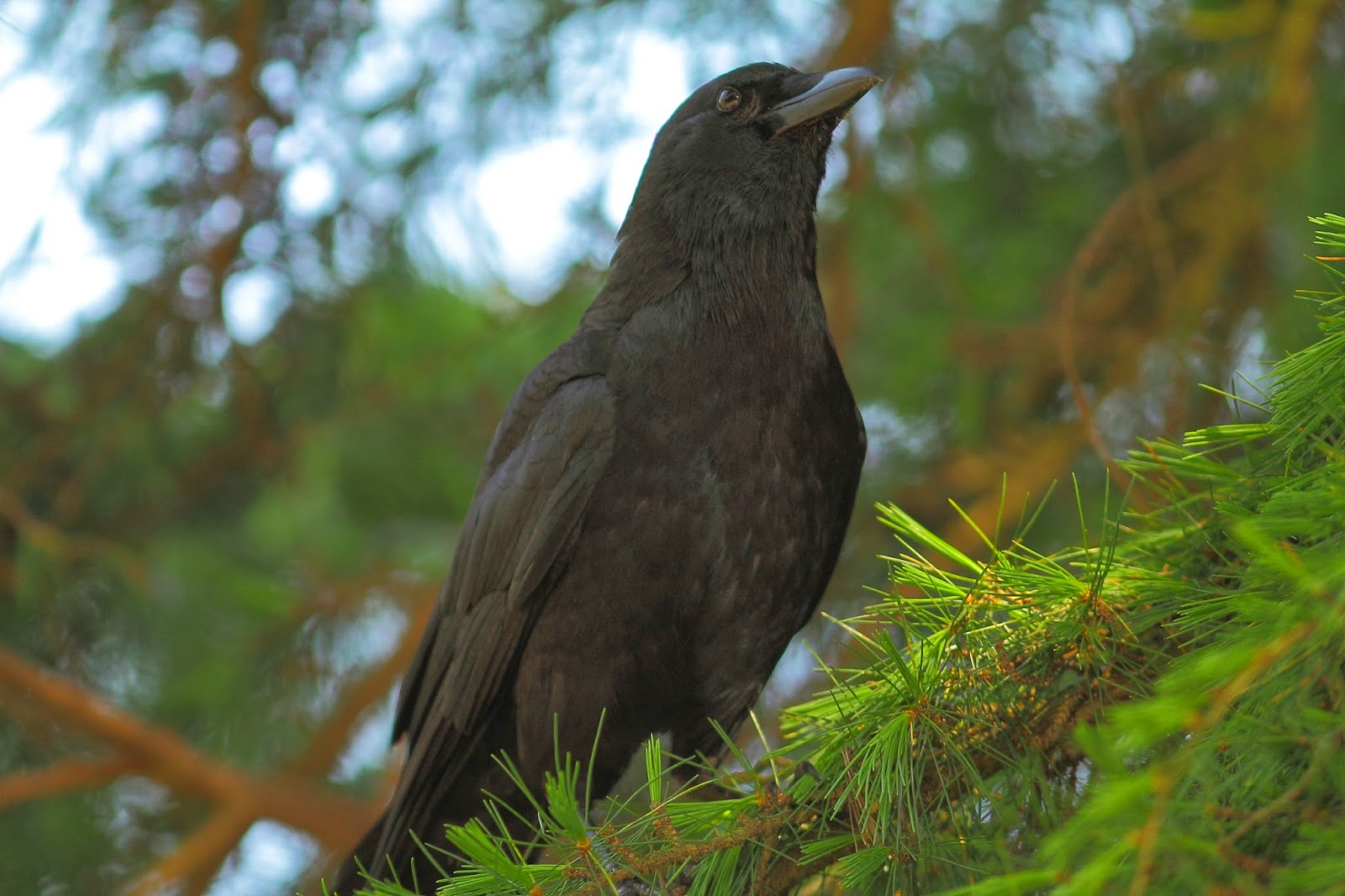 mis fotos de aves: Corvus caurinus Cuervo de Alaska Northwestern Crow