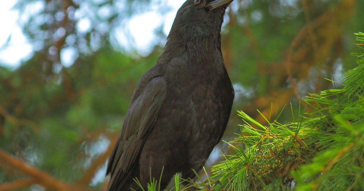 mis fotos de aves: Corvus caurinus Cuervo de Alaska Northwestern Crow