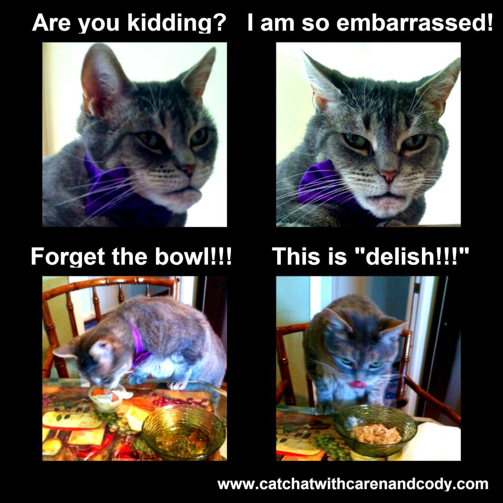 Cat and DOG Chat With Caren: Cats! Grab your food bowls, it's DINNER ...