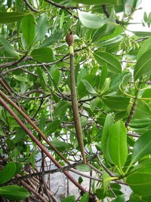 Pamacca: Rhizophora (R. Mucronata, R. Stylosa dan R. apiculata)