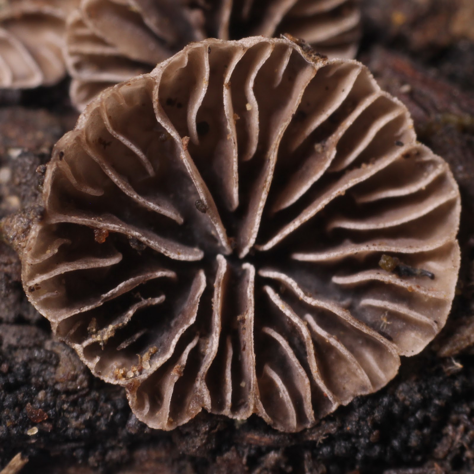 El mundo microscópico de los hongos: Resupinatus alboniger (Pat.) Singer