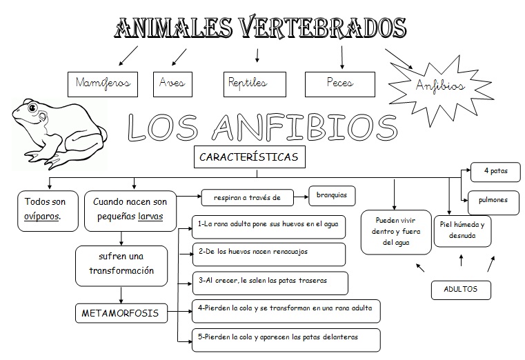 DANIELO TUTOR - BLOG DE 6º DE PRIMARIA : CIENCIAS NATURALES: UD 2 LOS ...