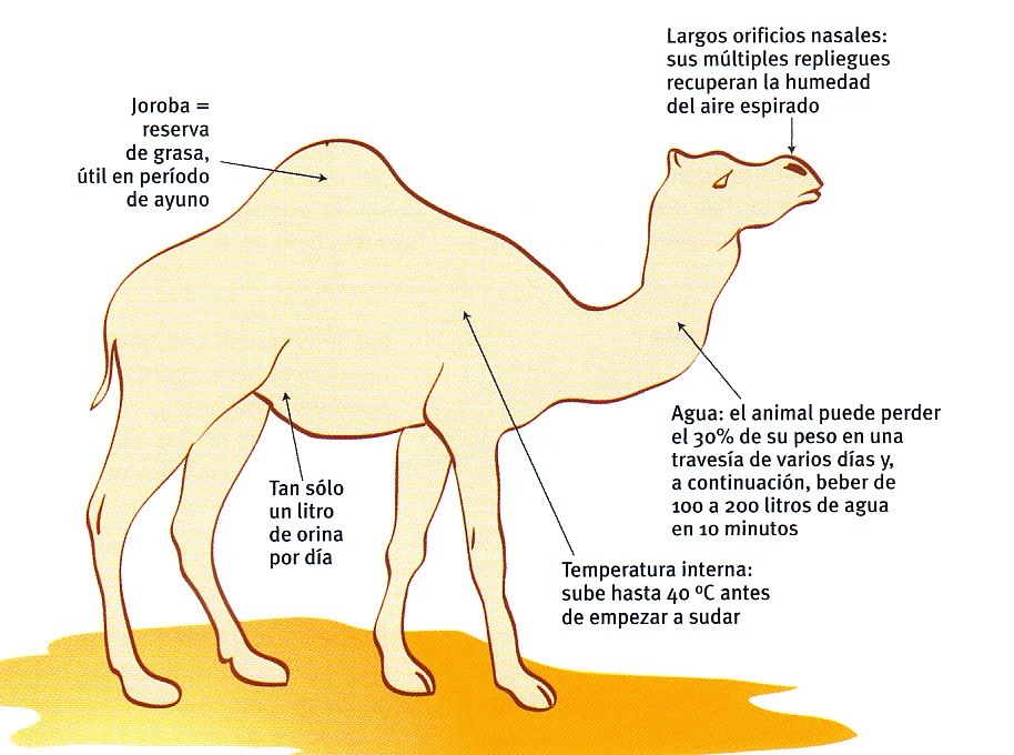 Adaptación animal a climas áridos | Biología y Geología de 1º Bachillerato