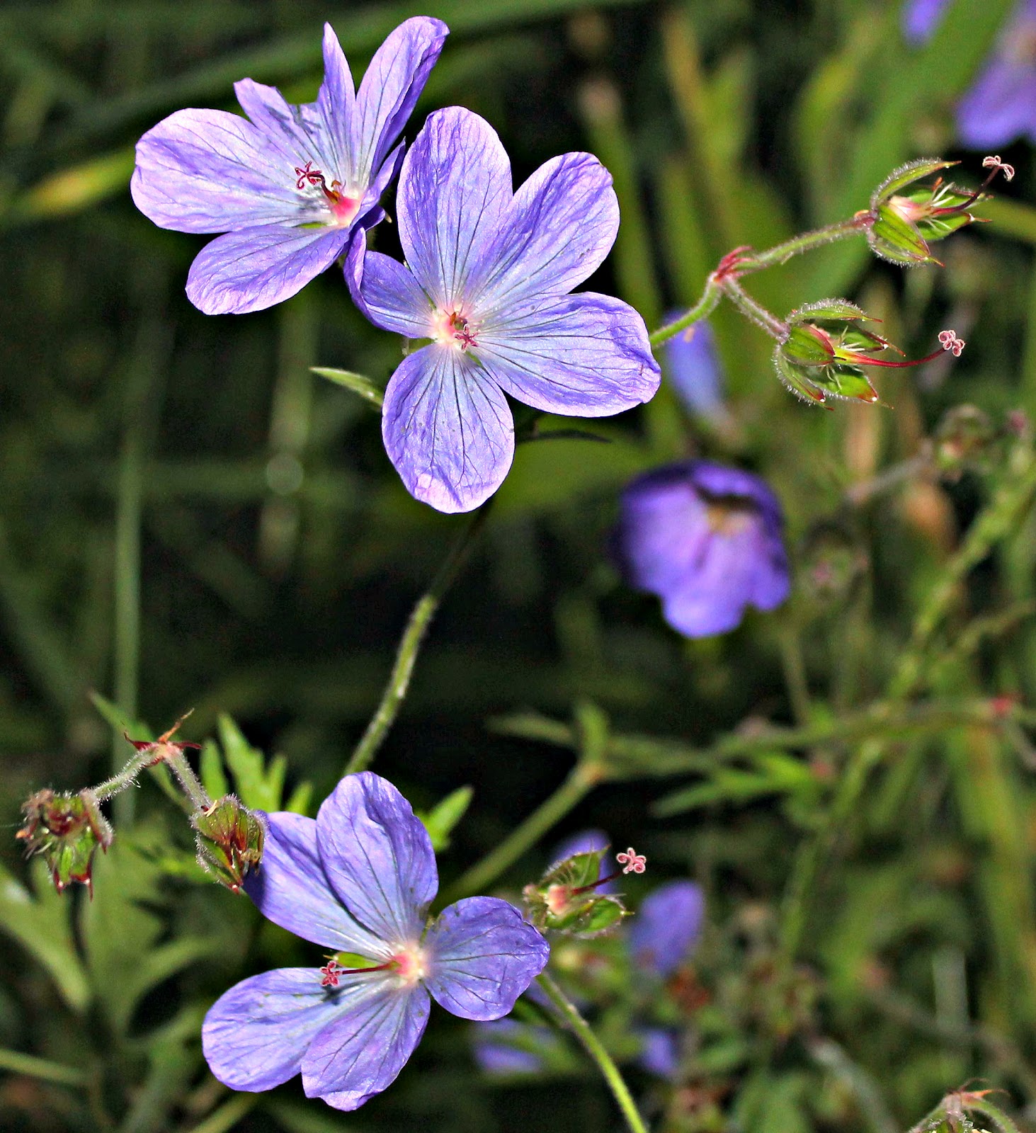 SANDRA'S ALASKA PHOTOGRAPHY: July 23, 2012: Plants and Flowers in ...