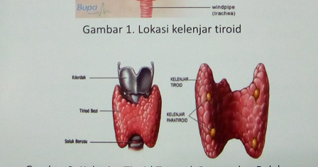 Gangguan Tiroid Kurang Dikenal Padahal Vital Untuk Tubuh - Me and Around