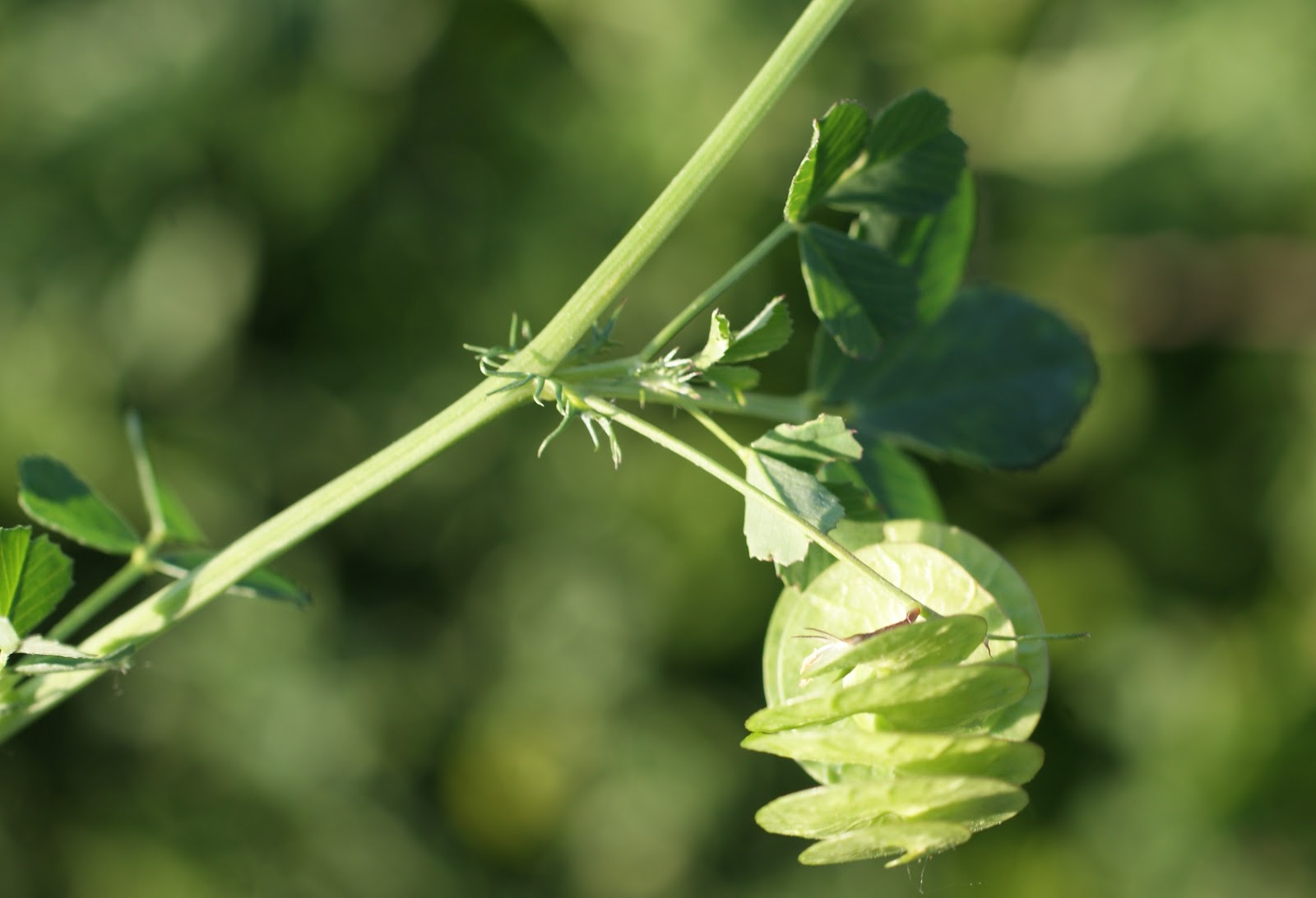 HORTA À PORTA: MEDICAGO ORBICULARIS (LUZERNA-de-FRUTO-LENTICULAR), o fruto.