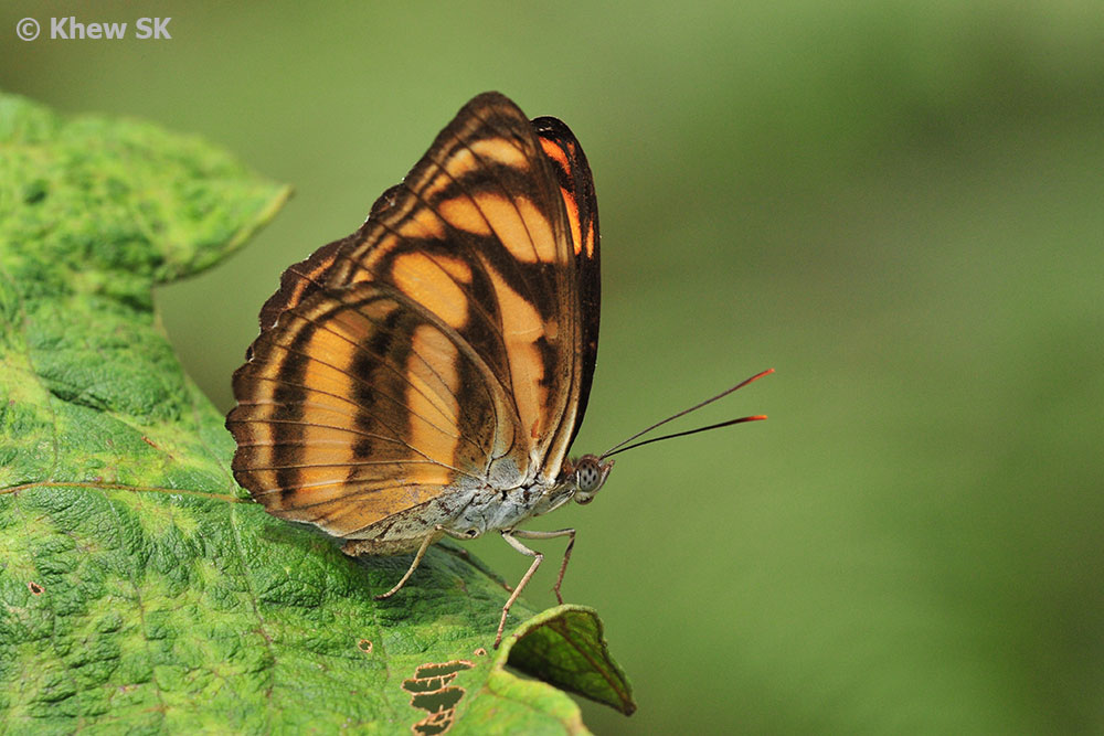 Butterflies of Singapore: 07/01/2018 - 08/01/2018