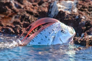 Oarfish ~ Animals World